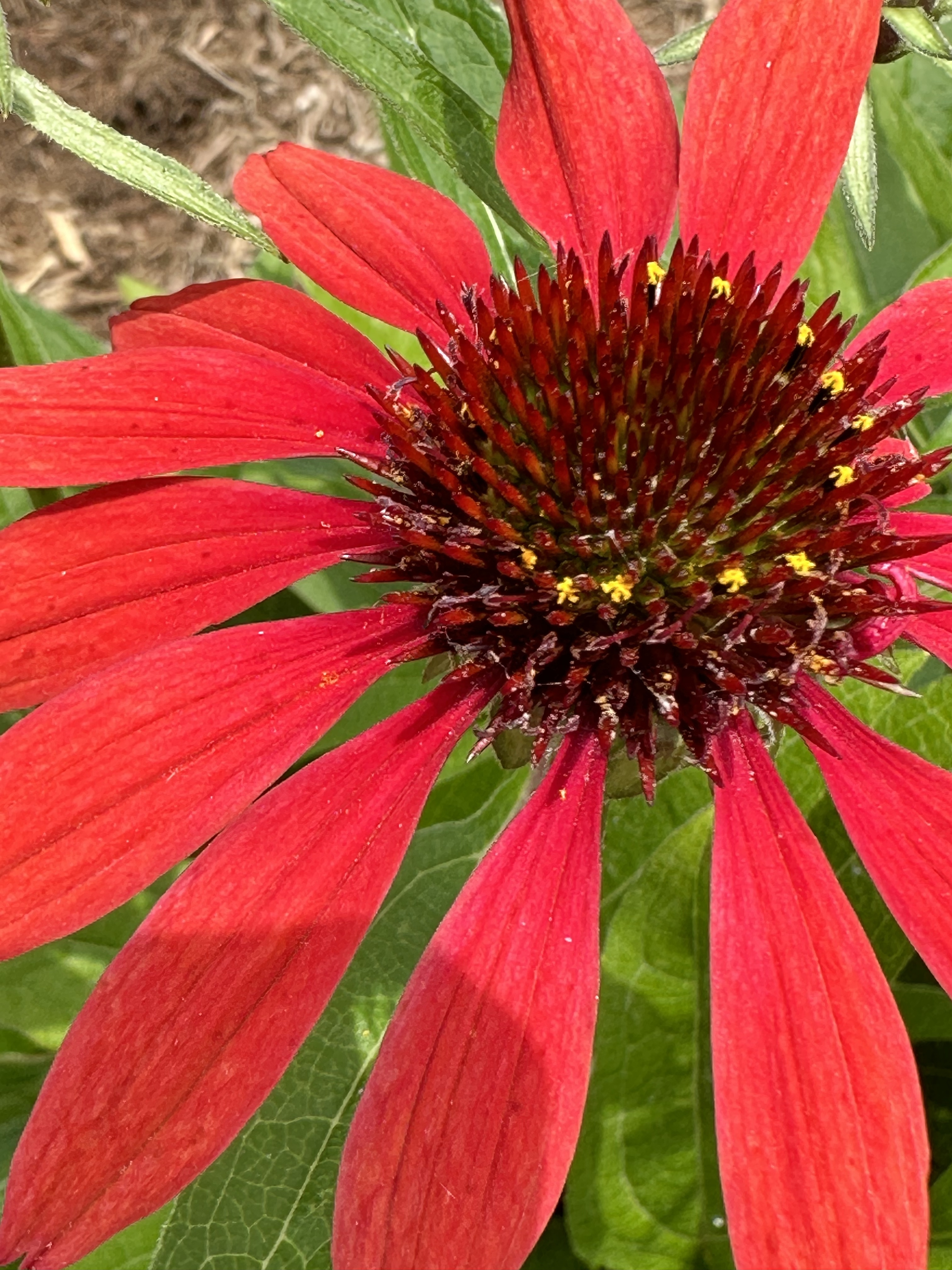 Macro Monday: Salsa Red Coneflower – Gfpacificbee’s Insights & photography