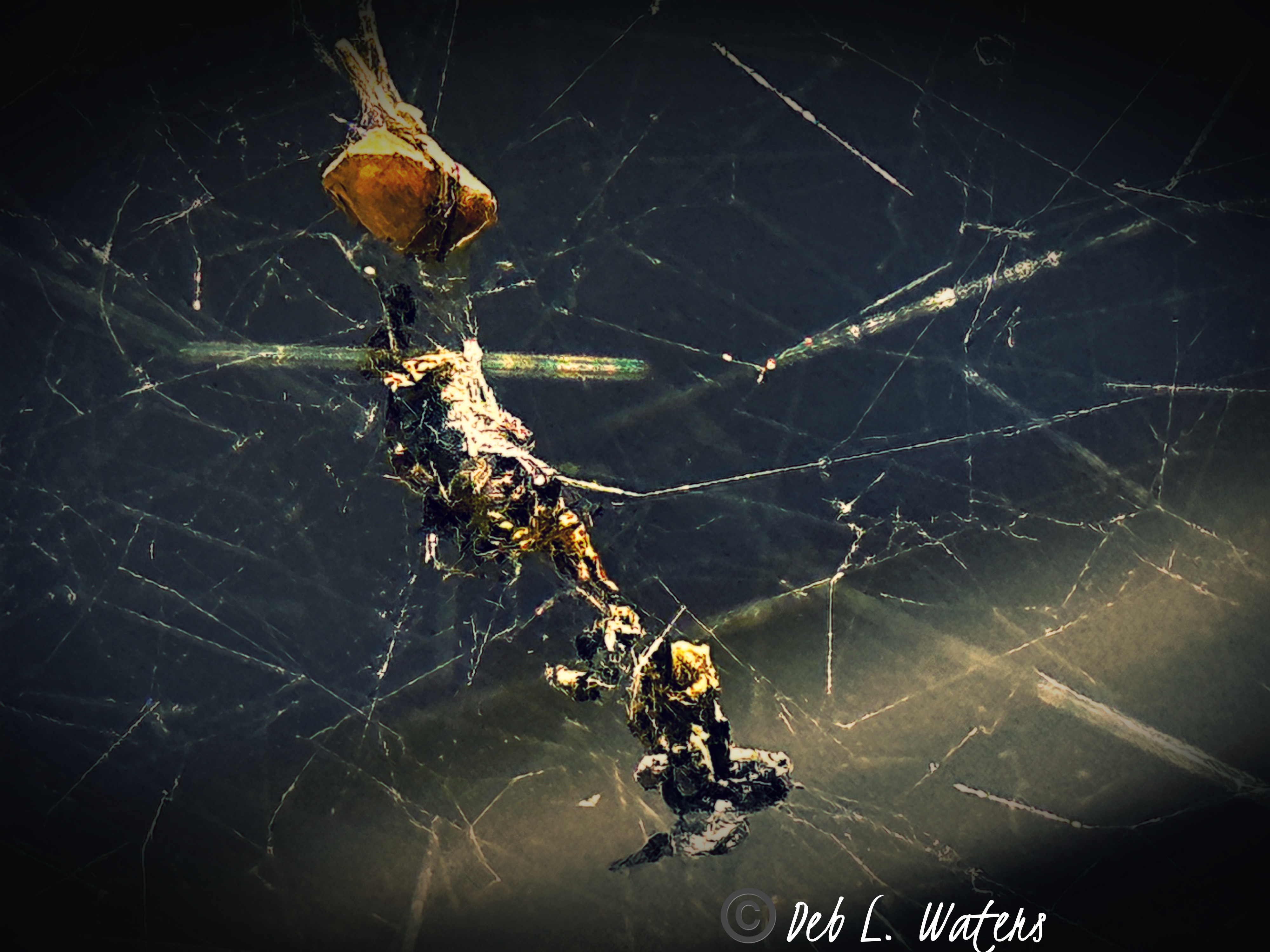 2023 Silent Cell Pic Sunday: Spider Prey – Gfpacificbee’s Insights ...
