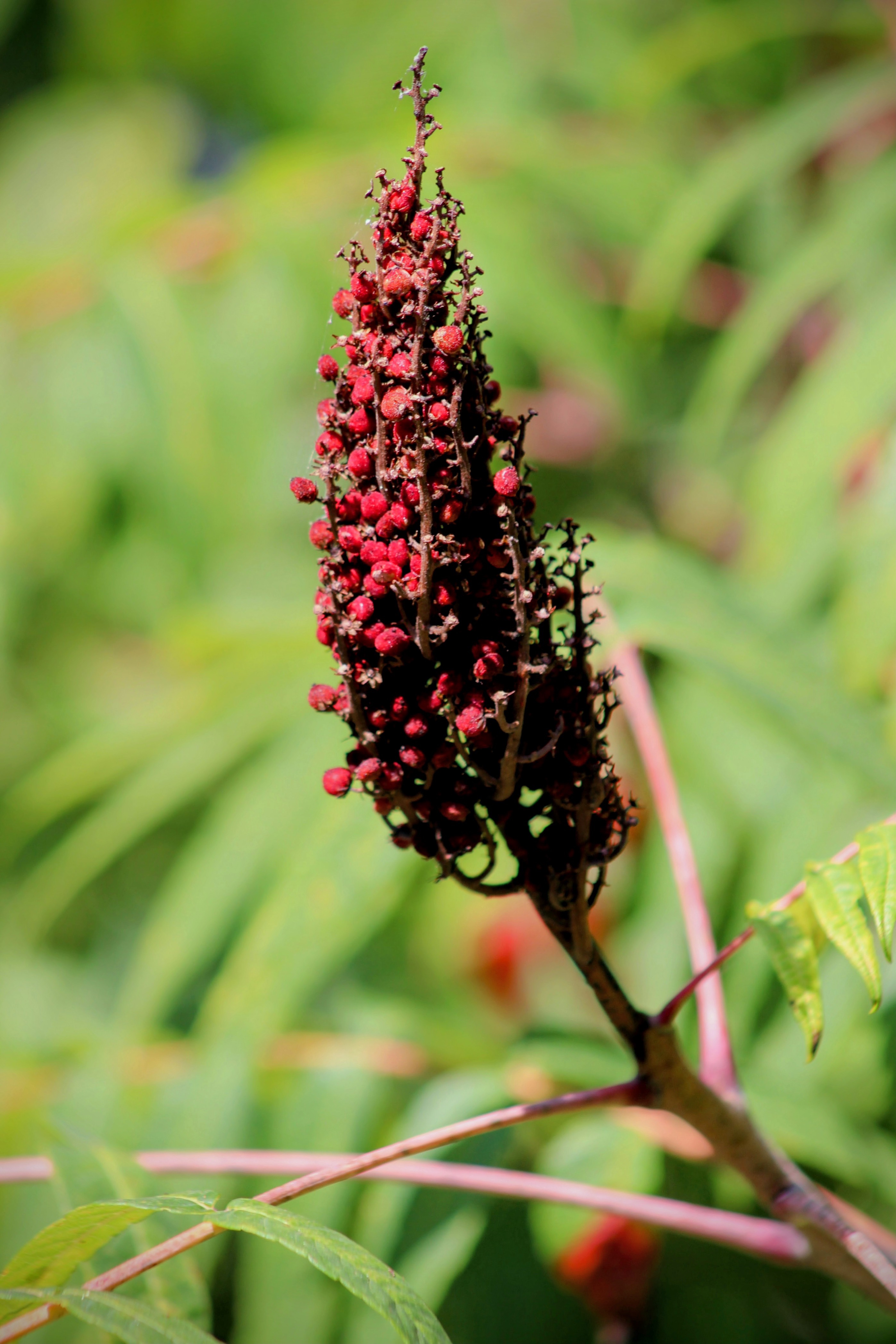 Whatsoever Is Lovely: Rhus glabra – Gfpacificbee’s Insights & photography