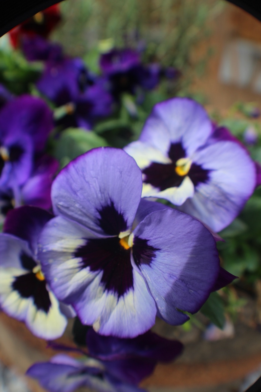 03.20.24 Lovely Spring Pansies to Brighten Your Day – Gfpacificbee’s ...