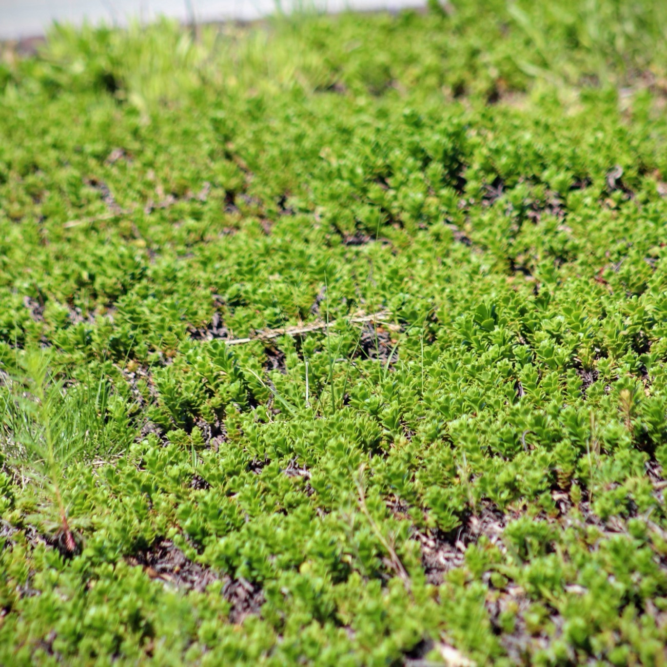 Rooftop Garden of Stonecrop – Gfpacificbee’s Insights & photography