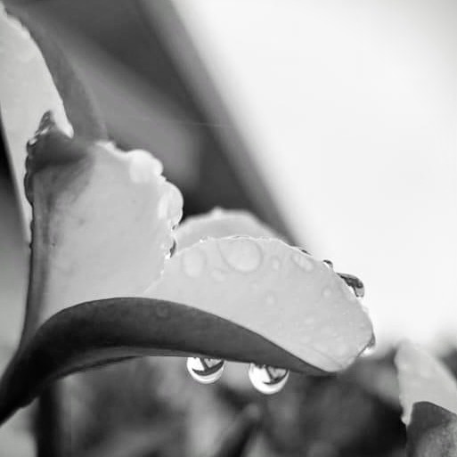2024 CFFC: Things that are Smooth – Gfpacificbee’s Insights & photography