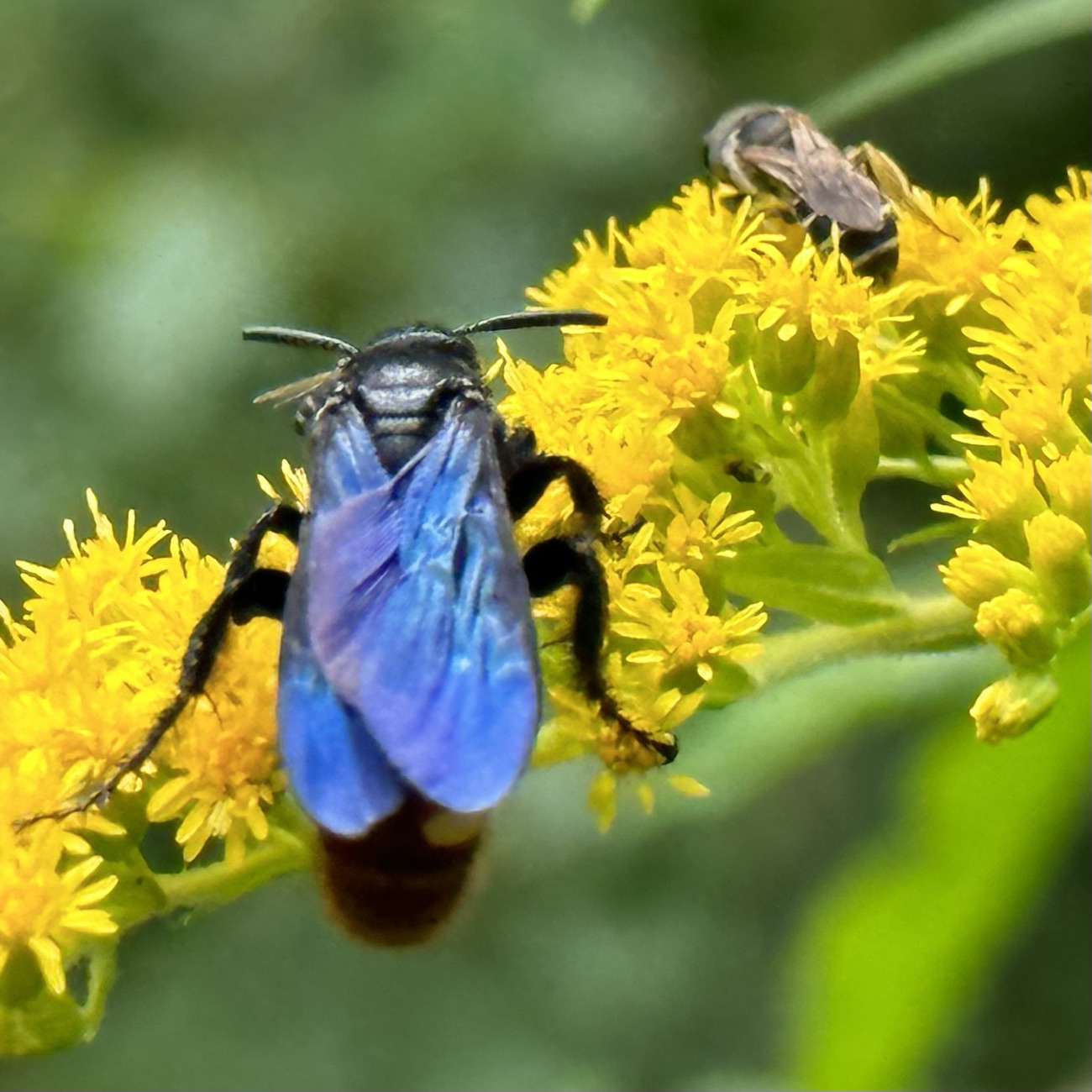 All about Bugs, Squares, & Games – Gfpacificbee’s Insights & photography