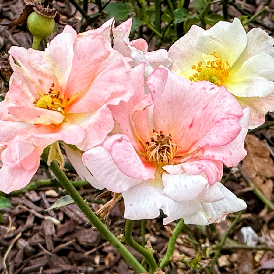 A Trio of Rosa Multiflora Squared for Cee’s Weekend FOTD – Gfpacificbee ...
