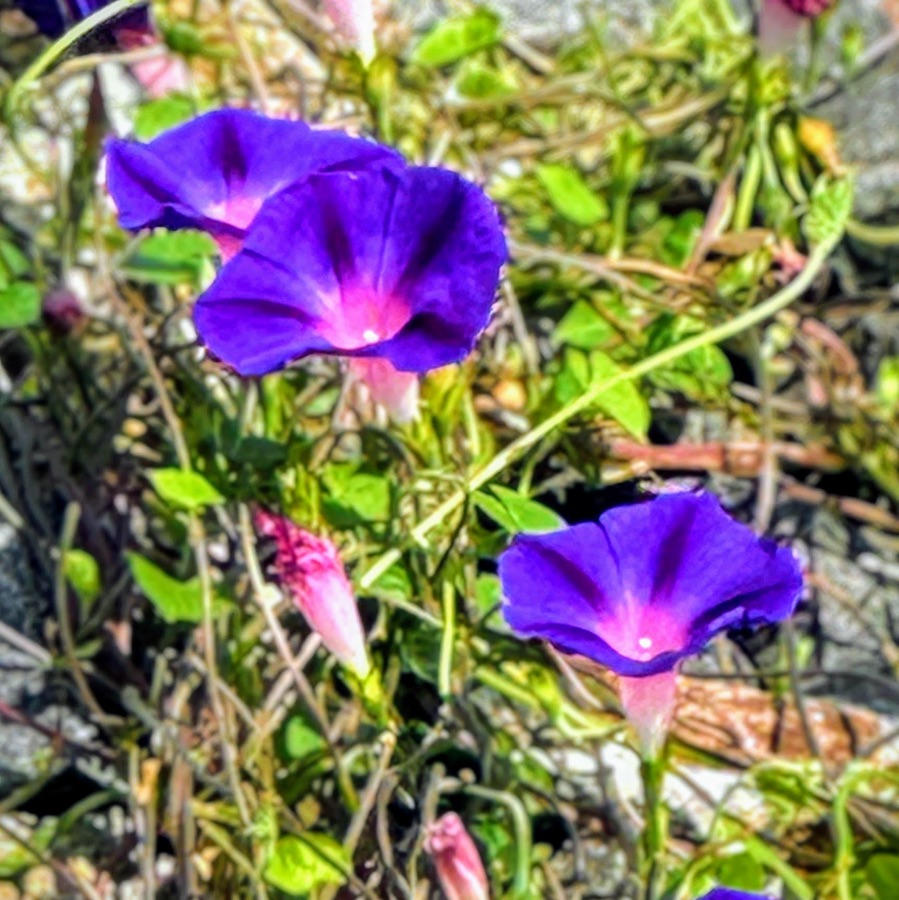 2024 Thursday Trios: 11.07 — Ipomoea purpurea – Gfpacificbee’s Insights ...
