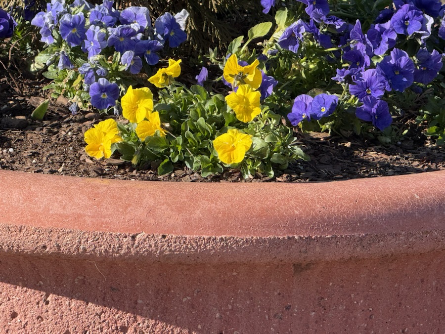 2025 OWS: Floral Displays ready for Spring – Gfpacificbee’s Insights ...