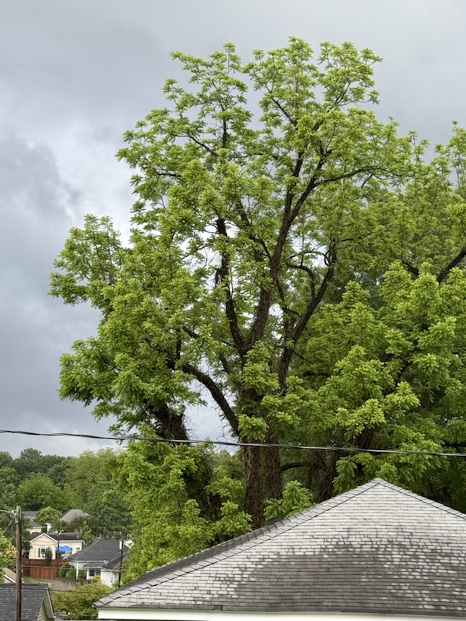 2025 Sunday Trees: – Gfpacificbee’s Insights & photography