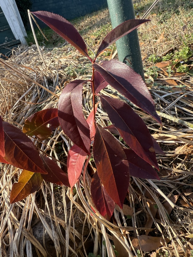 2025/6 CFFC: Old and/or New – Gfpacificbee’s Insights & photography