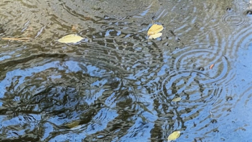 One Word Sunday (#OWS) —2026 June 07 — Swirl – Gfpacificbee’s Insights ...