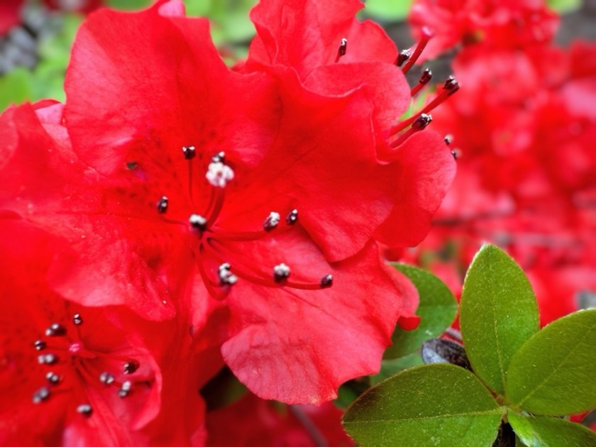 2026 CFFC: Crayola Red – Gfpacificbee’s Insights & photography